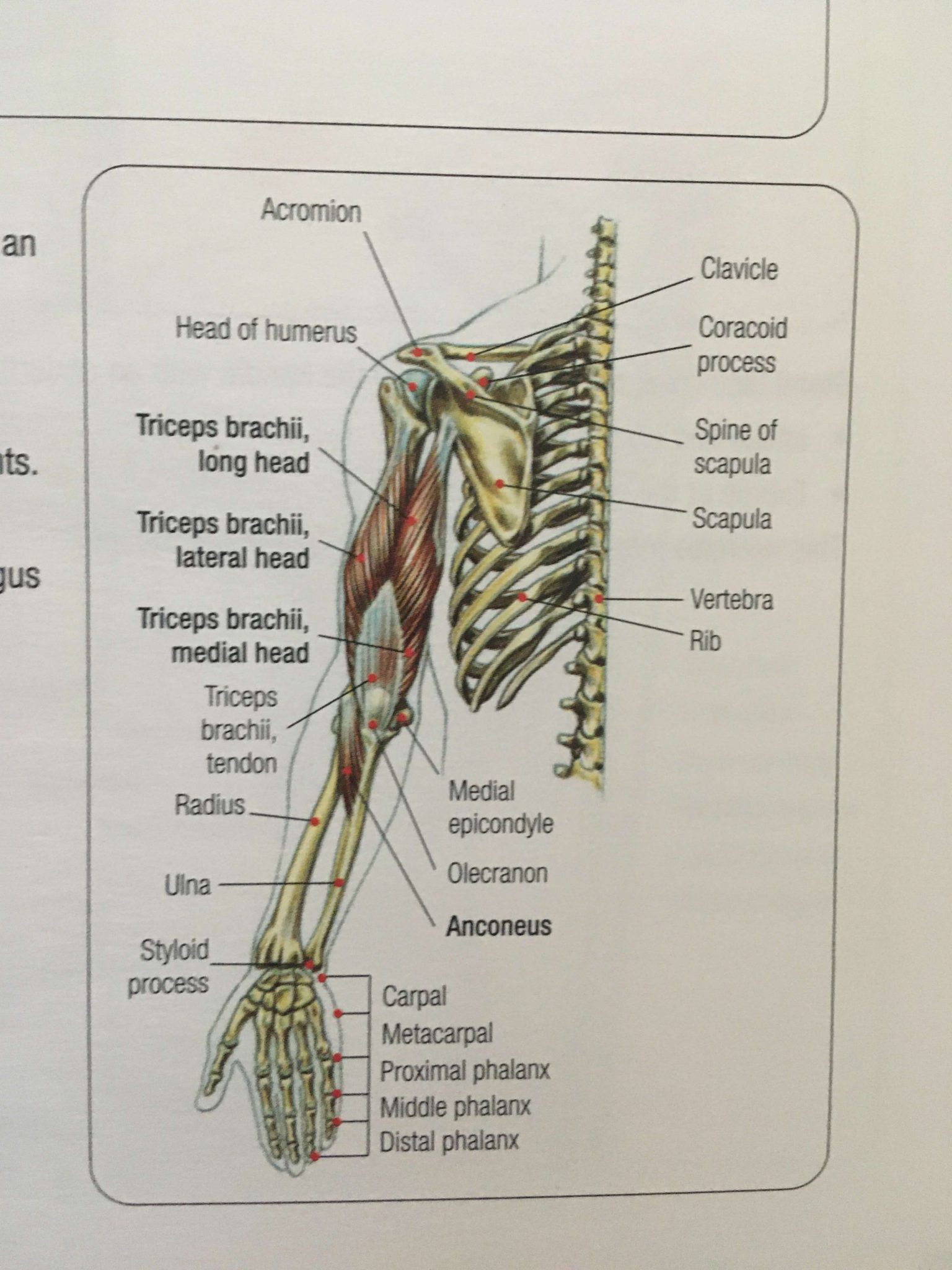 How Long Does It Take to Get Bigger Triceps (Grow Them Faster) - Bodies ...