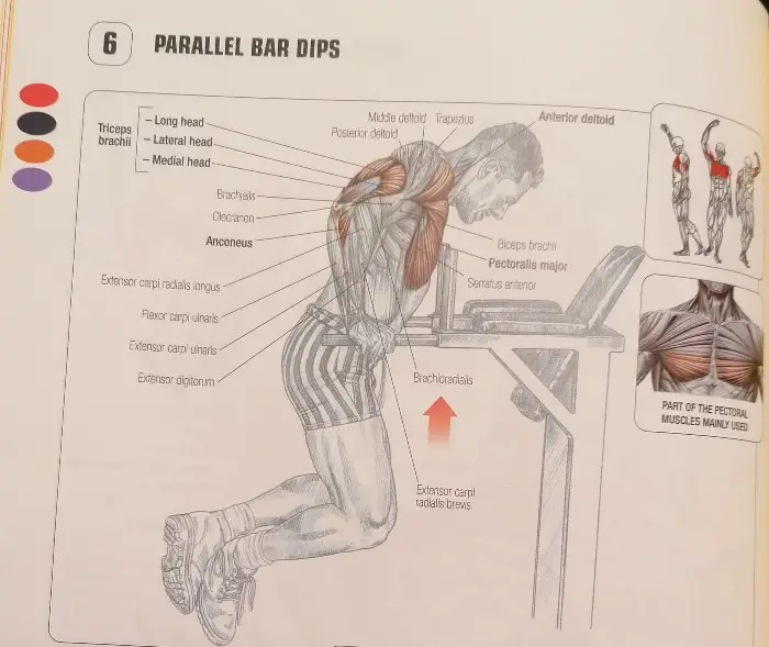Dips vs Push Ups (Which Is Best For Muscle Growth) - Bodies By Byrne