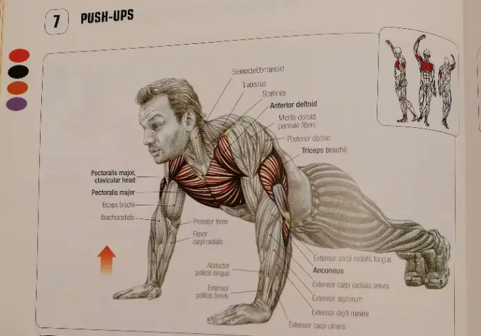 Dips vs Push Ups (Which Is Best For Muscle Growth) - Bodies By Byrne
